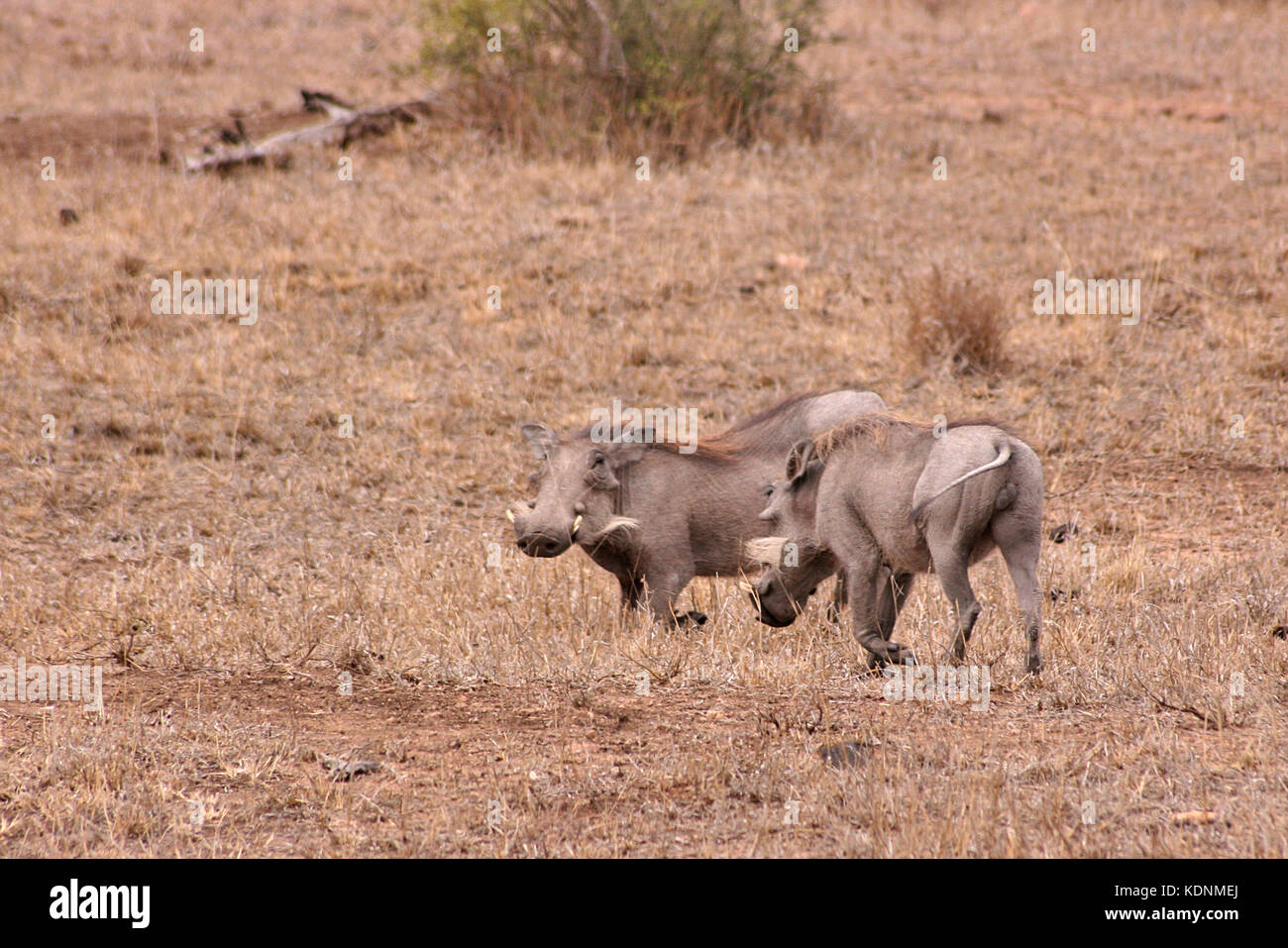 A pair of Warthogs near Maroela Camp in the Kruger National Park, South ...