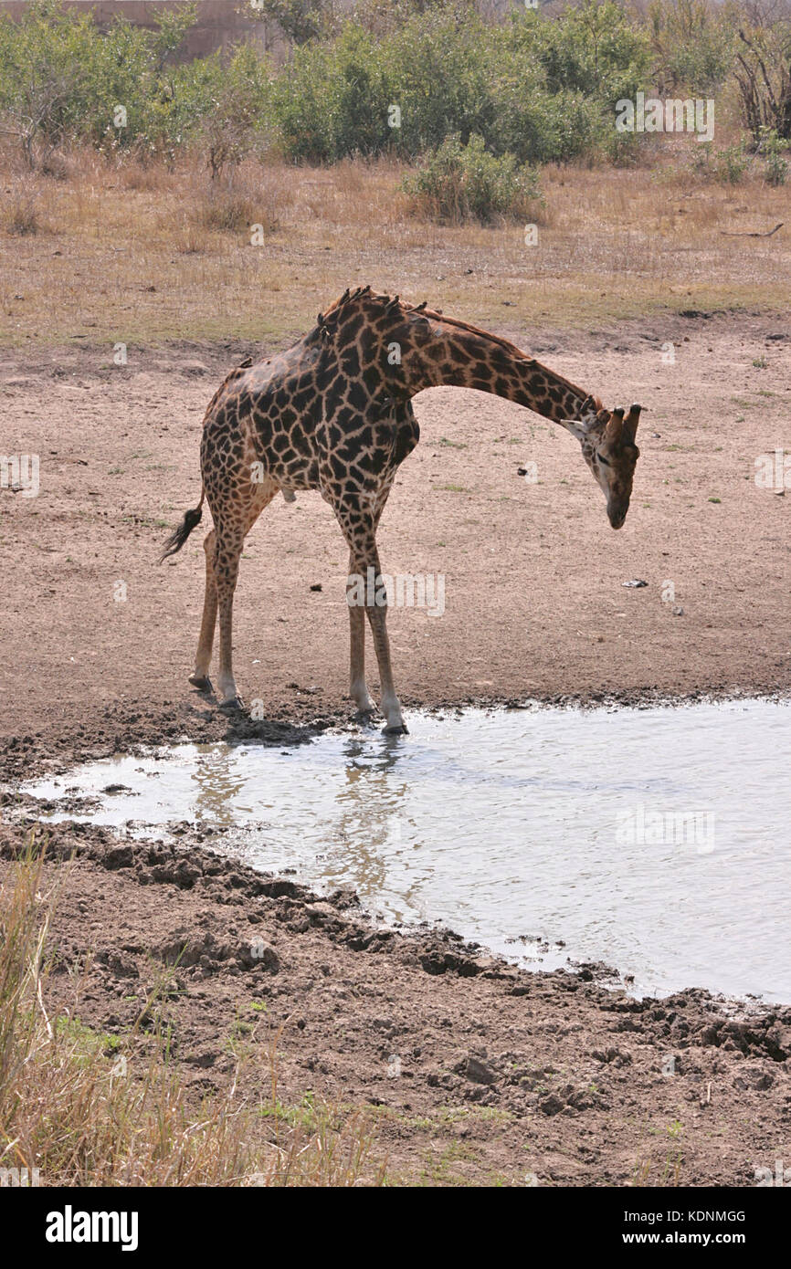 Giraffe bending over at a waterhole near Tshokwane in the Kruger ...