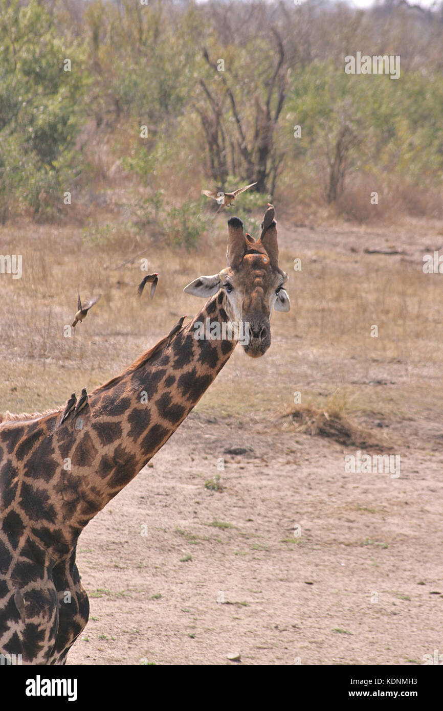 Birds flying around the neck of a Giraffe near Tshokwane in the Kruger ...