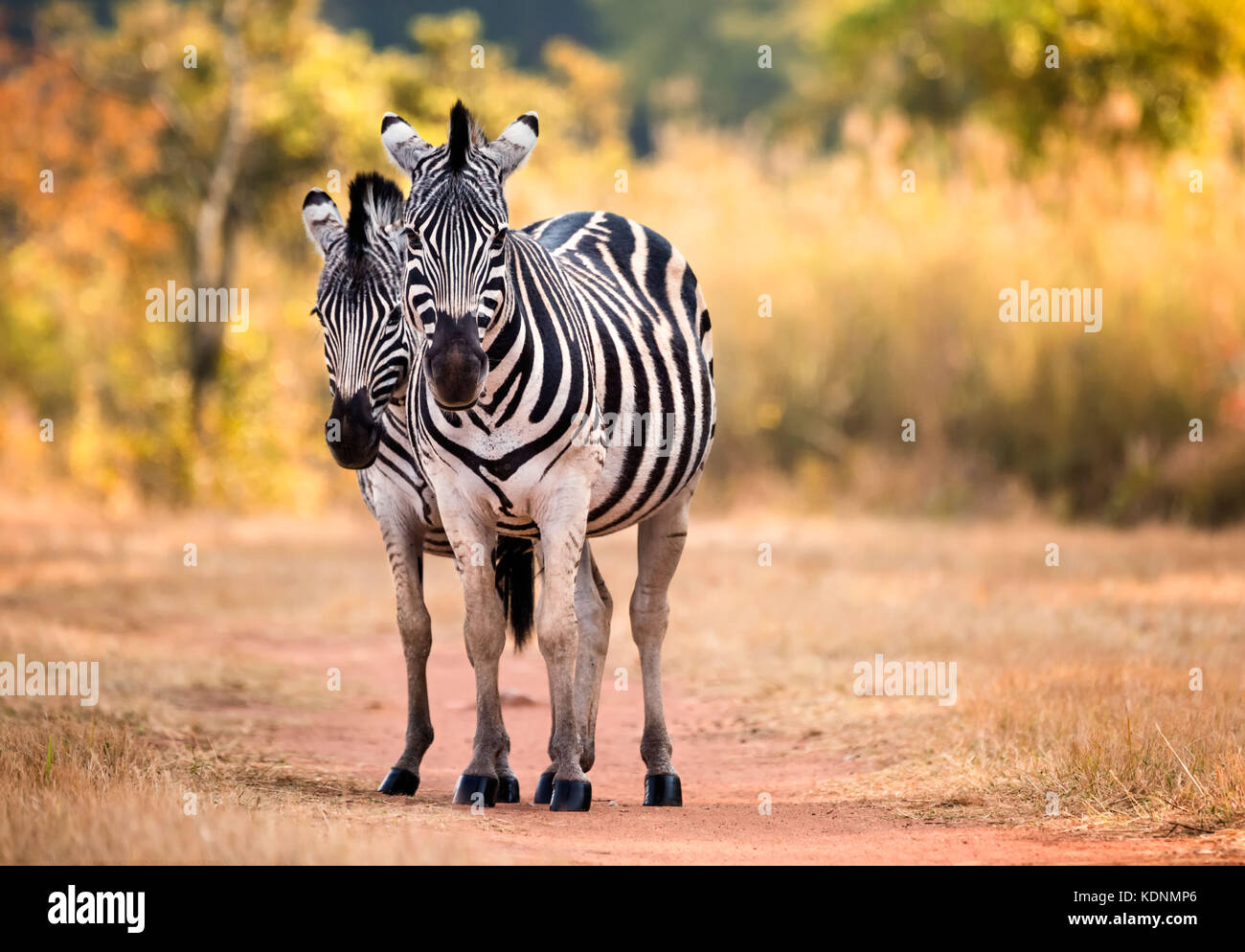 Two zebra standing on a dust path in the woodlands of Swaziland Stock ...