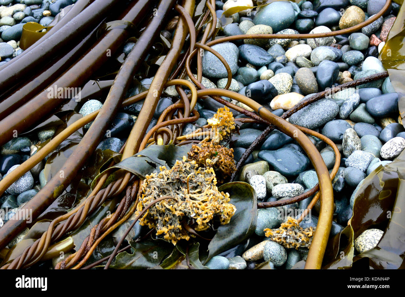 Stones and seaweed in Sooke, BC on Vancouver Island's southwest coast ...