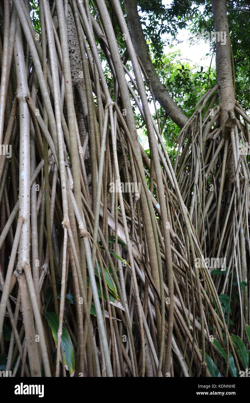 Seychelles stilt palm, Root of palm tree Stock Photo - Alamy