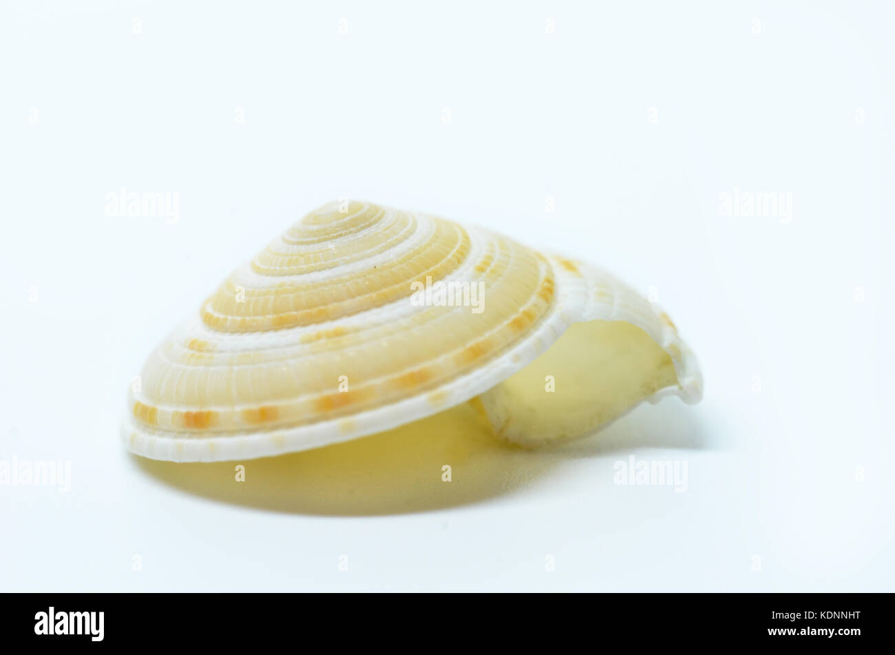 Close up of sea shell isolated on white Stock Photo - Alamy