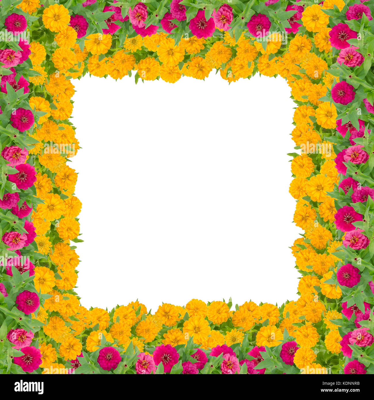 Zinnias flower frame isolated on white background, Red and yellow ...