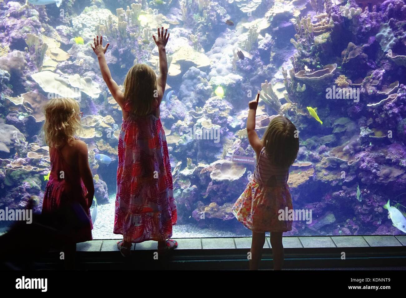 Young reef fish hi-res stock photography and images - Alamy