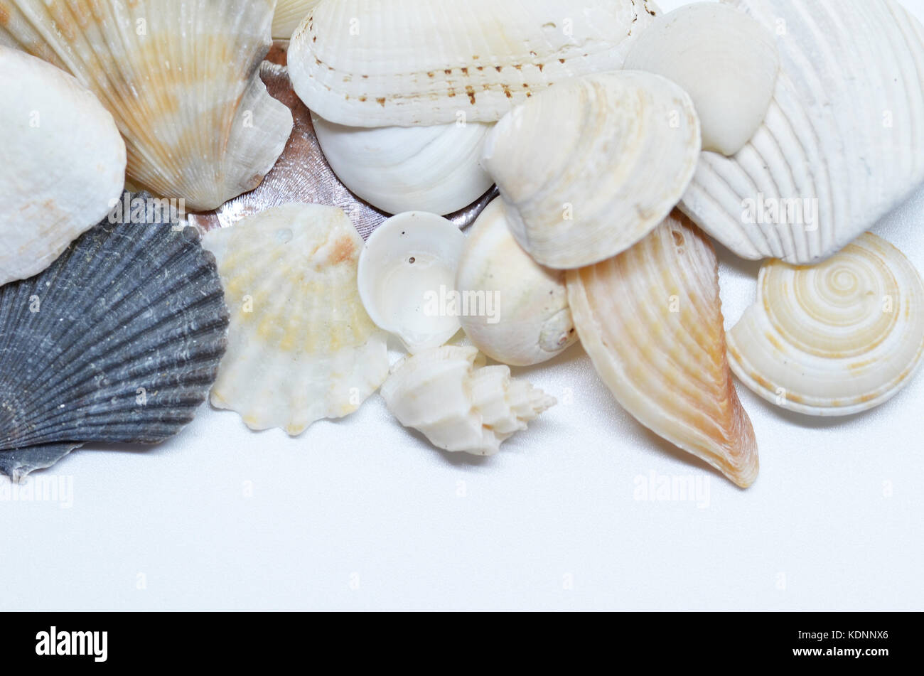 Sea shells scraped together, isolated on white background Stock Photo ...