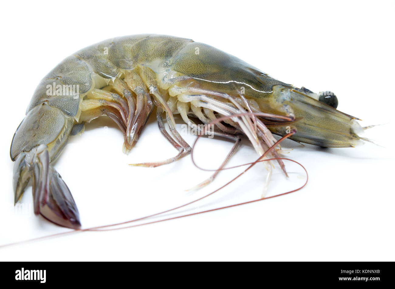 Fresh raw prawns isolated on white background Stock Photo - Alamy