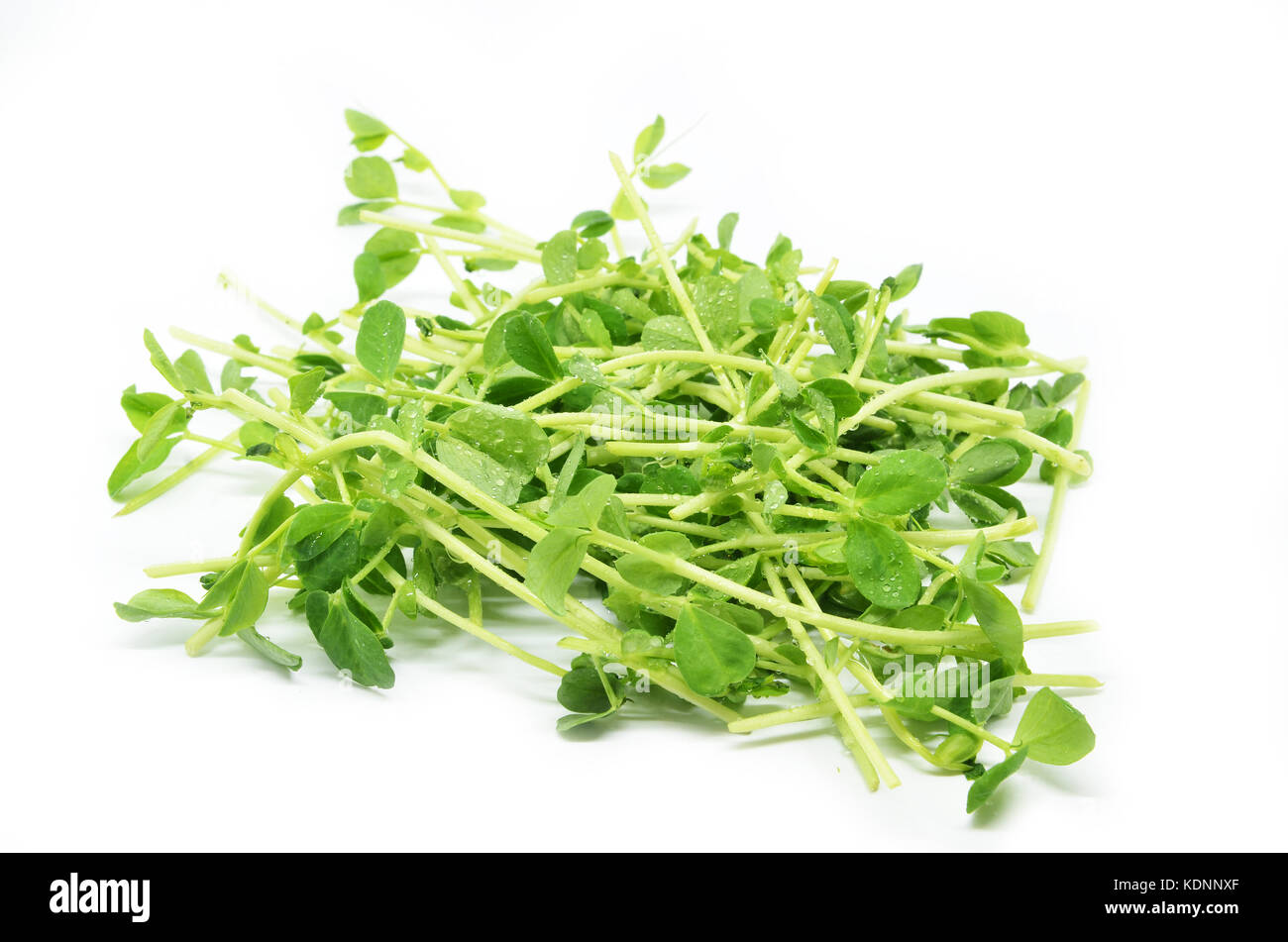 Pea Shoots High Resolution Stock Photography and Images - Alamy
