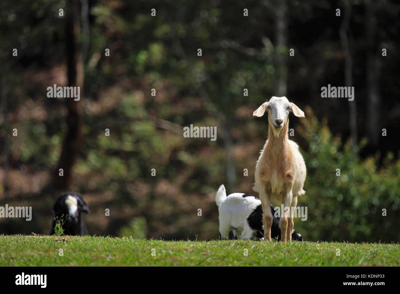Baby goat mother hi-res stock photography and images - Alamy