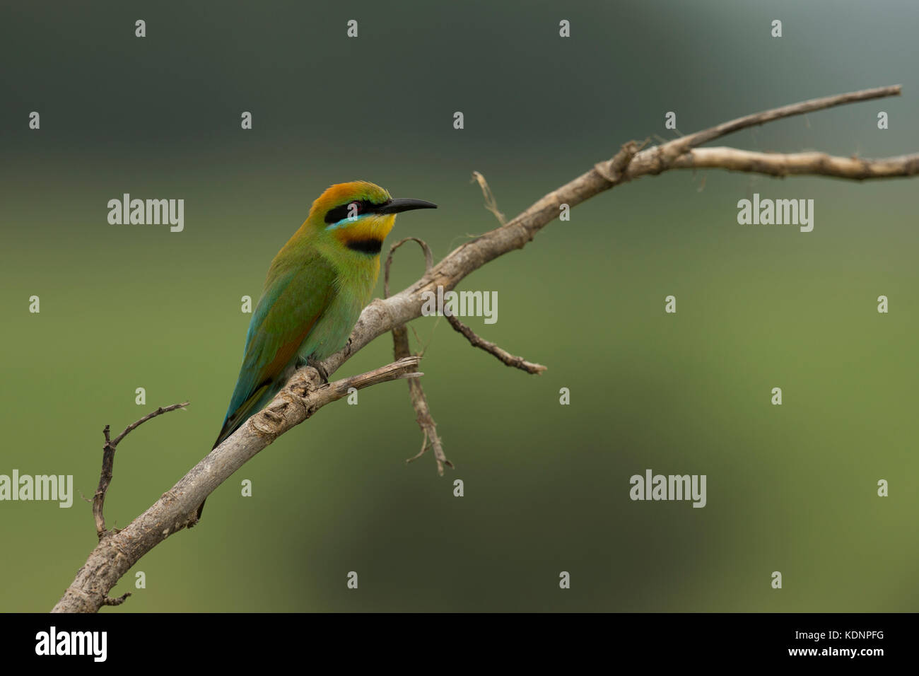 Australian rainbow bee eater hi-res stock photography and images - Alamy