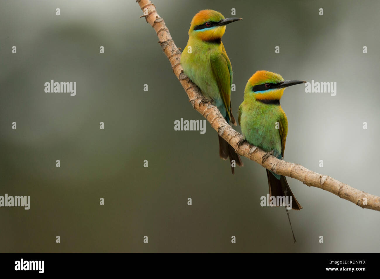 Rainbow Bee-eaters. Photographed along the banks of the Brisbane River ...