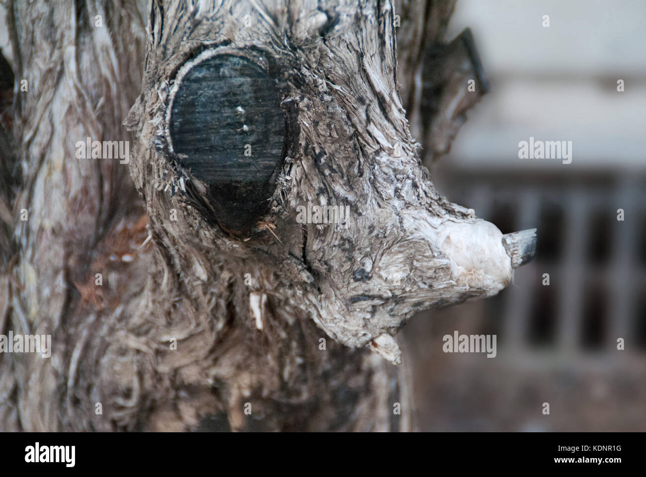 Tronco de hi-res stock photography and images - Alamy