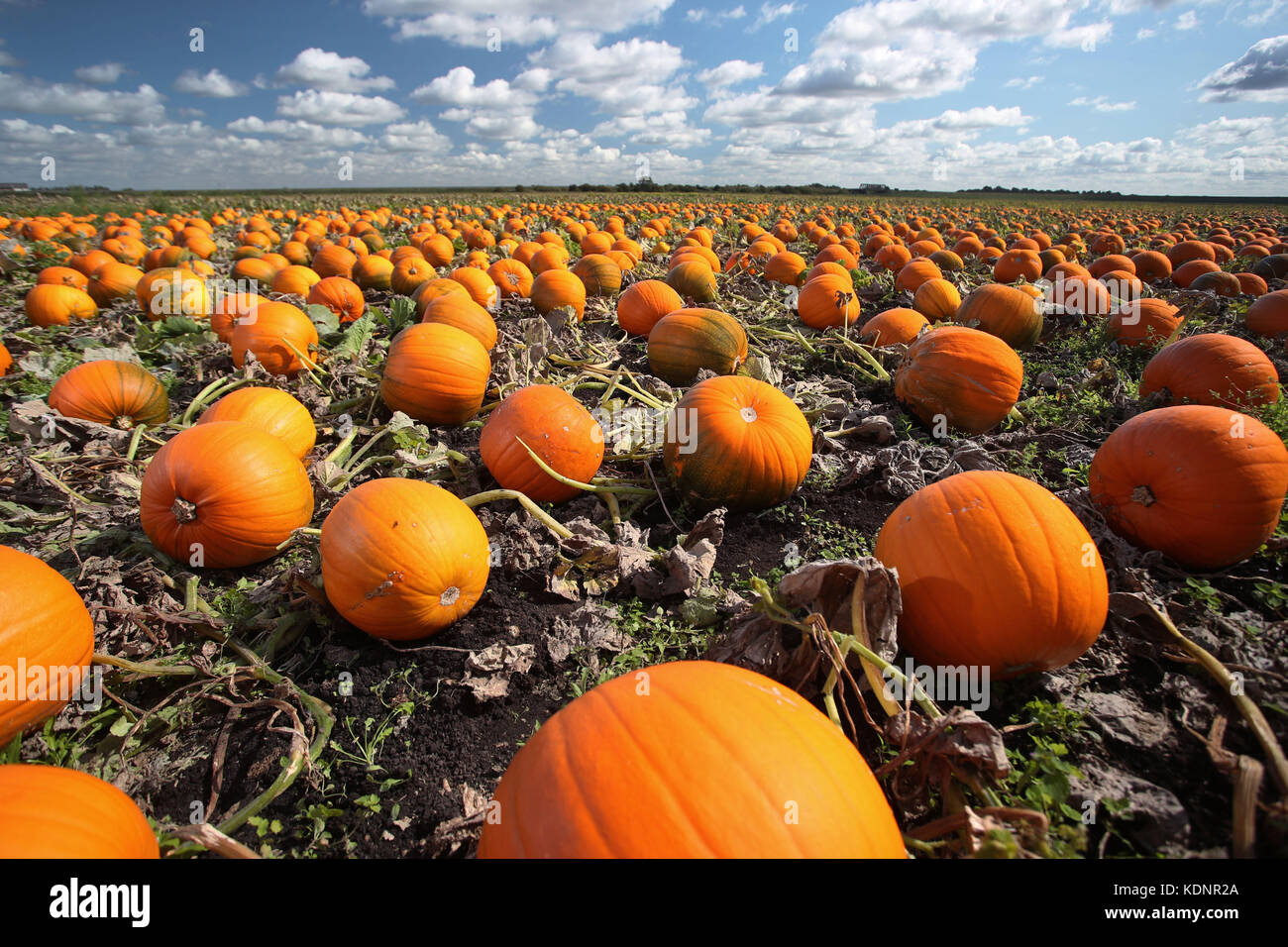 Asda has seen its biggest and earliest pumpkin harvest ever, with over ...