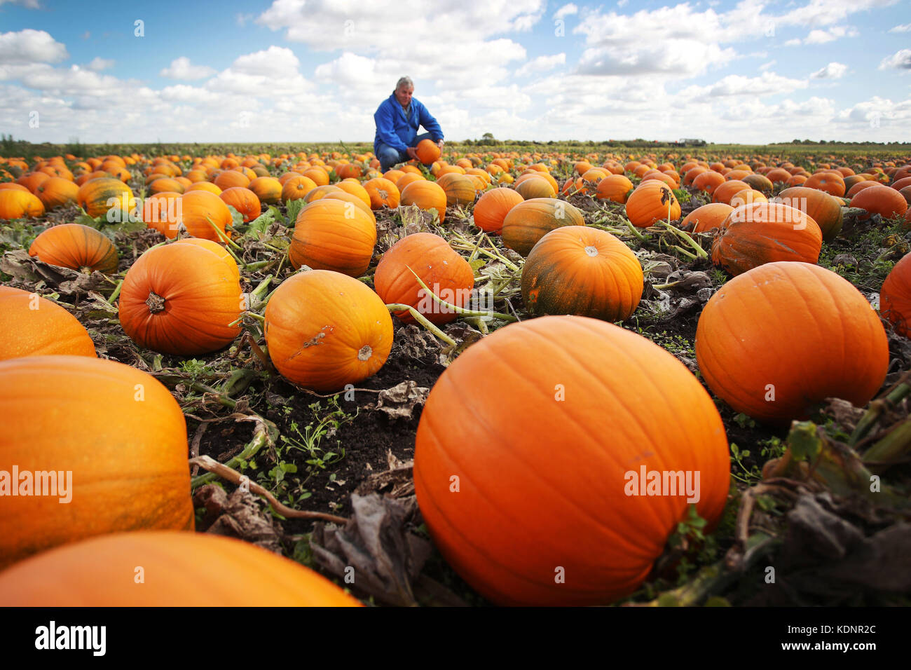 Asda has seen its biggest and earliest pumpkin harvest ever, with over ...