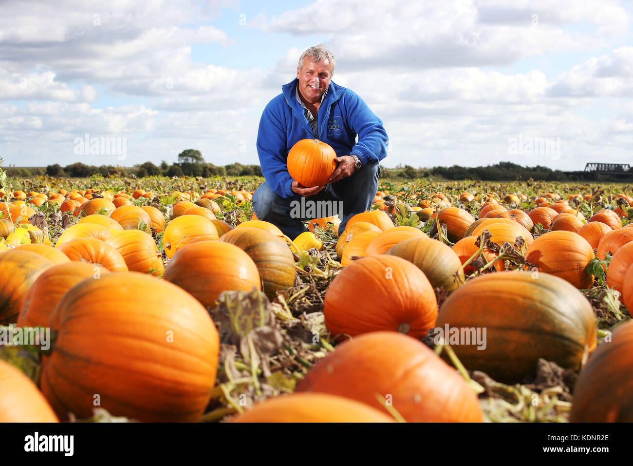 Asda has seen its biggest and earliest pumpkin harvest ever, with over ...