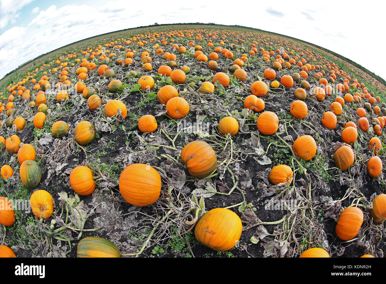 Asda has seen its biggest and earliest pumpkin harvest ever, with over ...