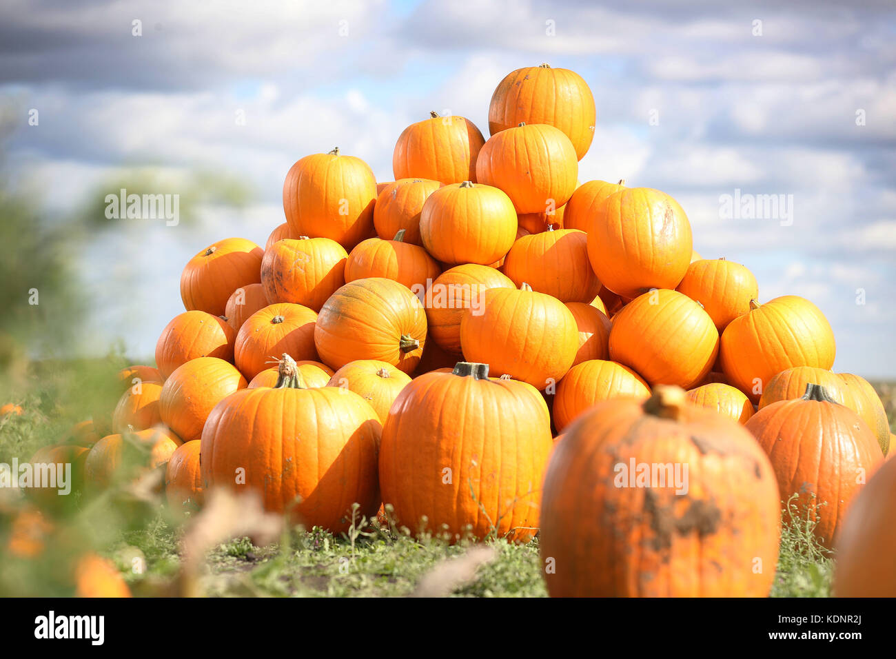 Asda has seen its biggest and earliest pumpkin harvest ever, with over ...