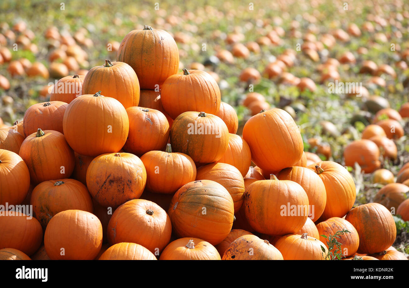 Asda has seen its biggest and earliest pumpkin harvest ever, with over ...