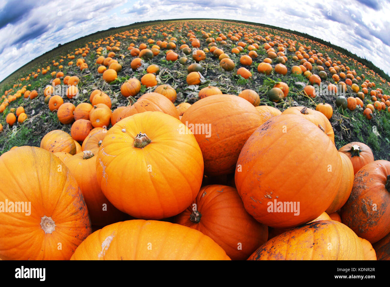 Asda has seen its biggest and earliest pumpkin harvest ever, with over ...