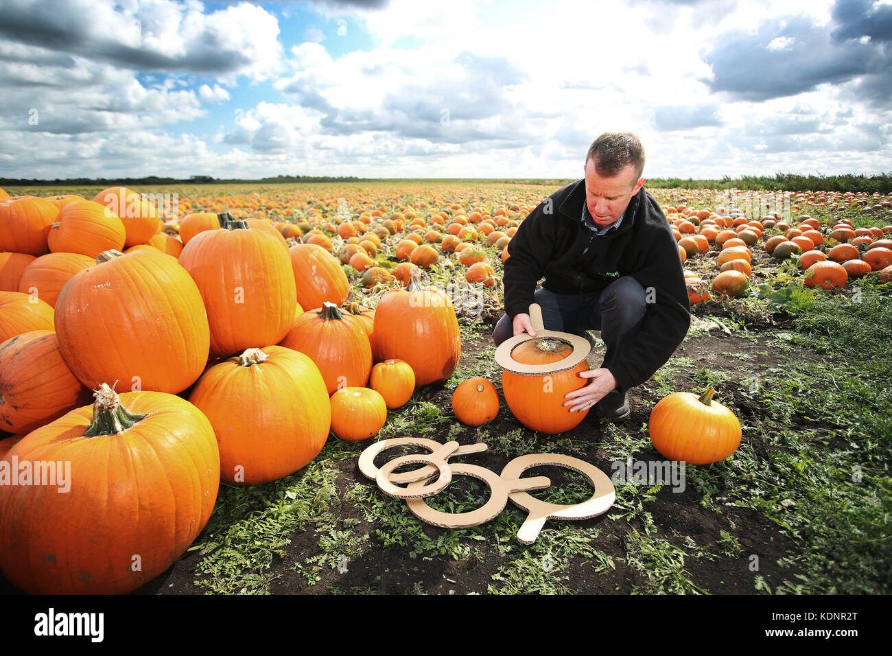 Asda has seen its biggest and earliest pumpkin harvest ever, with over ...