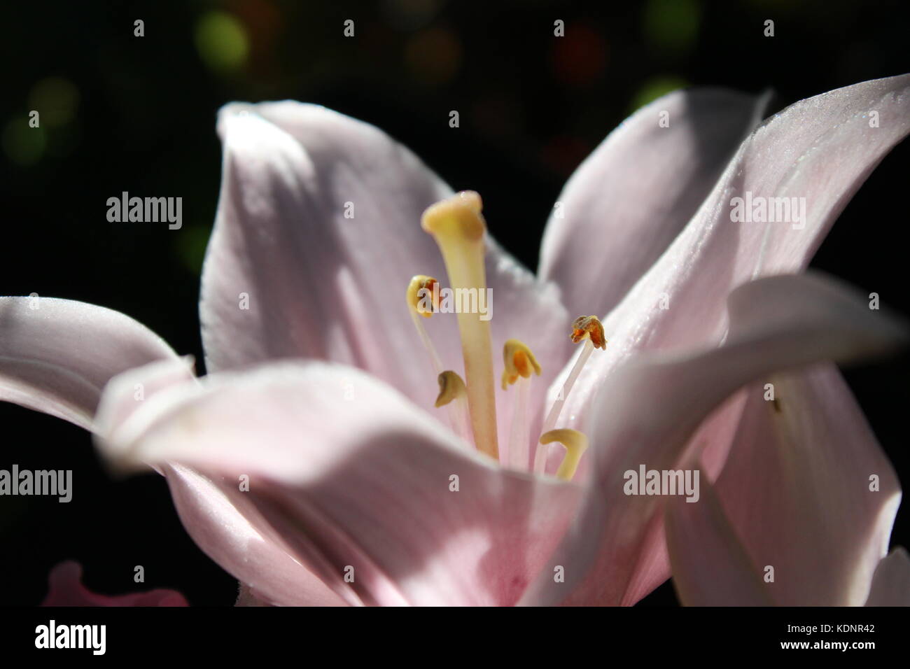 Tiger Lily Macro Stock Photo - Alamy