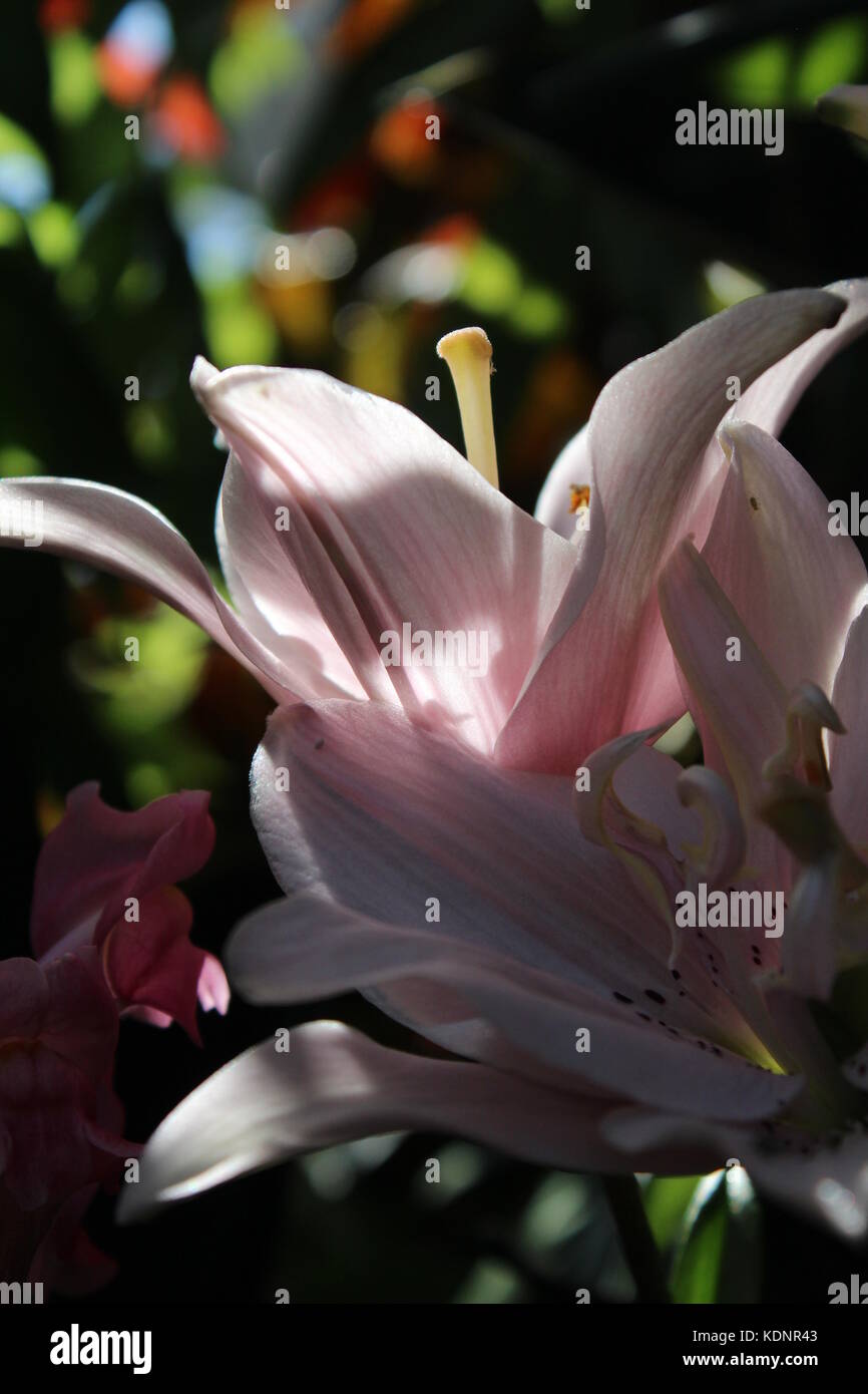 Pink Tiger Lilies Stock Photo - Alamy