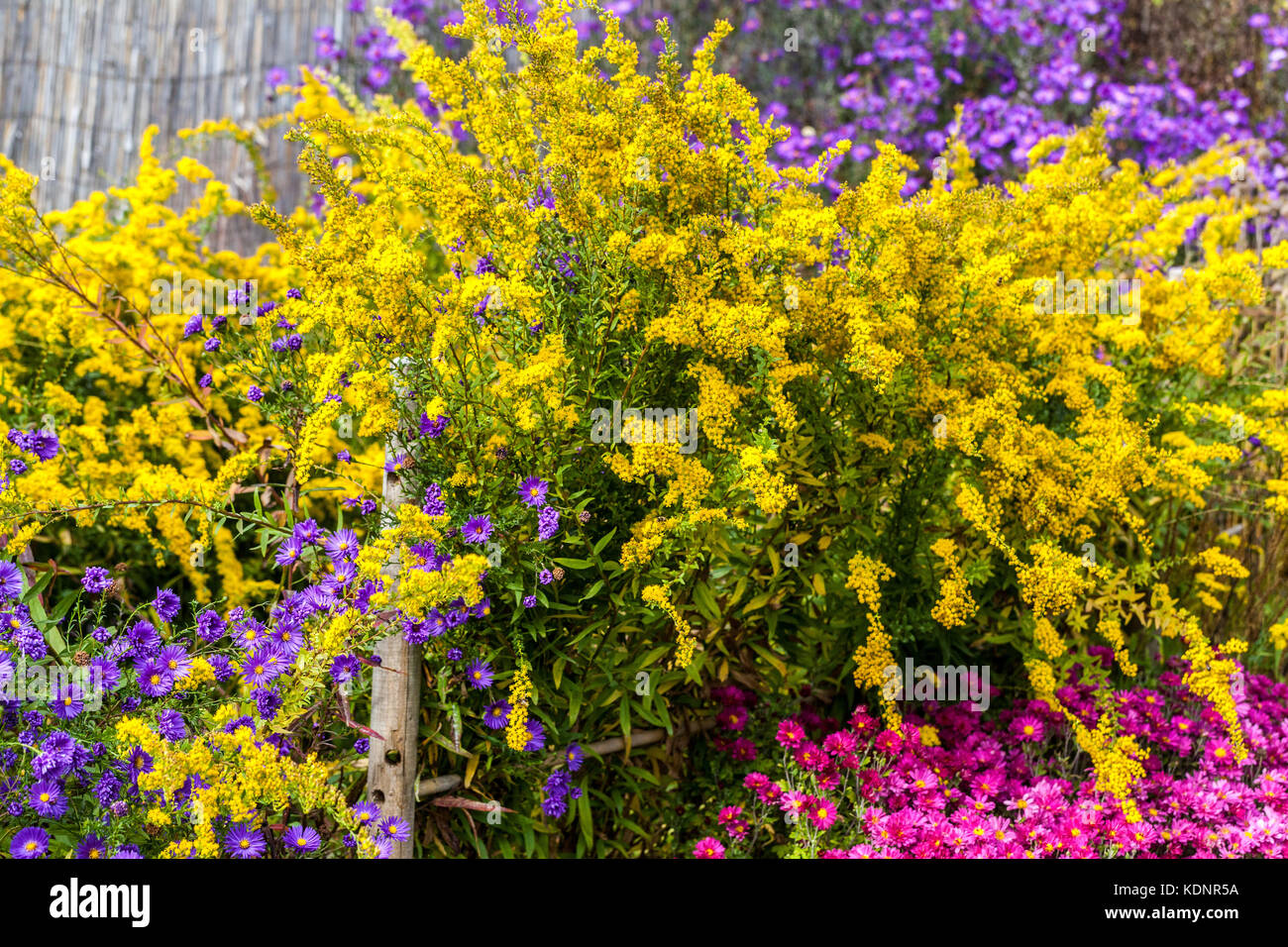 Goldenrod, Yellow Solidago virgaurea or Solidago canadensis, Purple ...