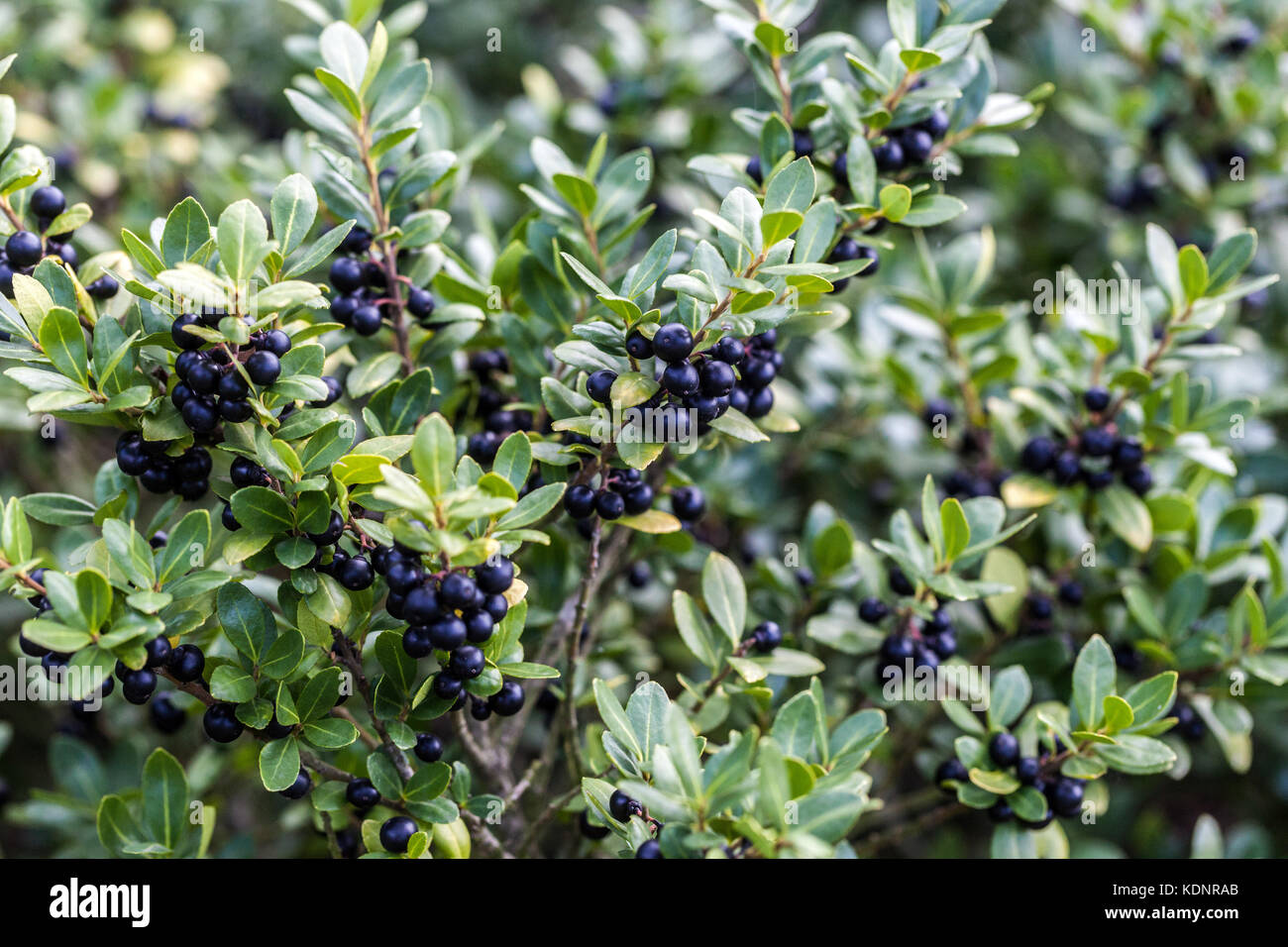 Ilex crenata hi-res stock photography and images - Alamy