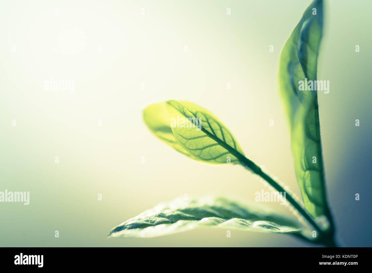 Close up nature view of green leaf under sun light. Natural green ...