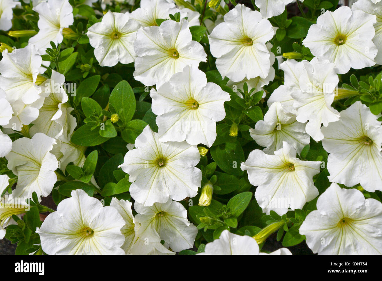 Close-up beautiful flowers of white petunias Stock Photo - Alamy