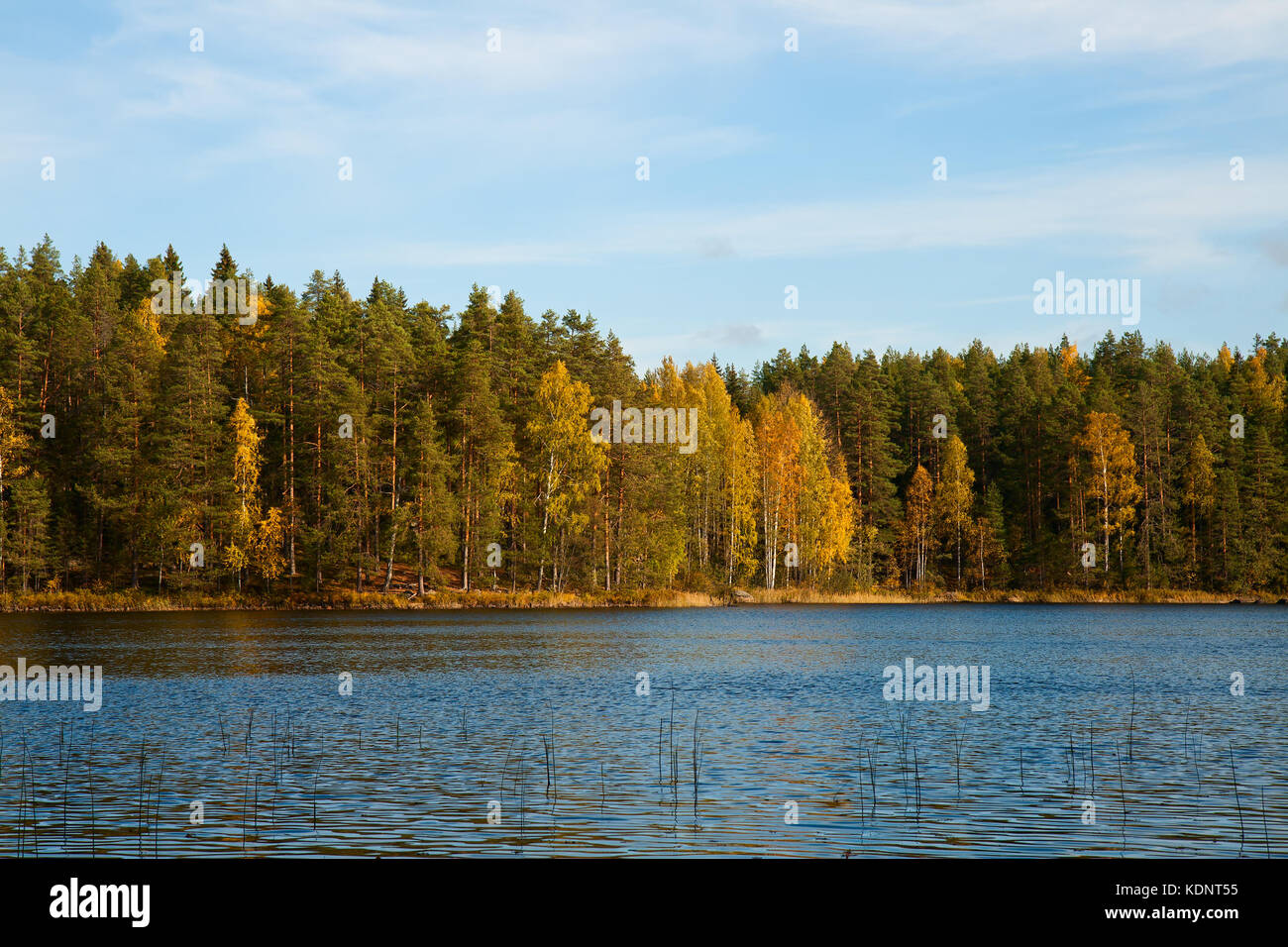 Beautiful forest lake hi-res stock photography and images - Alamy