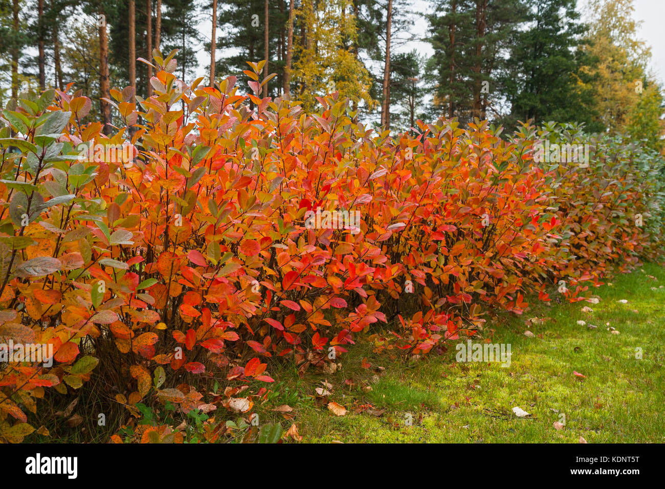 Scenic bush hi-res stock photography and images - Alamy