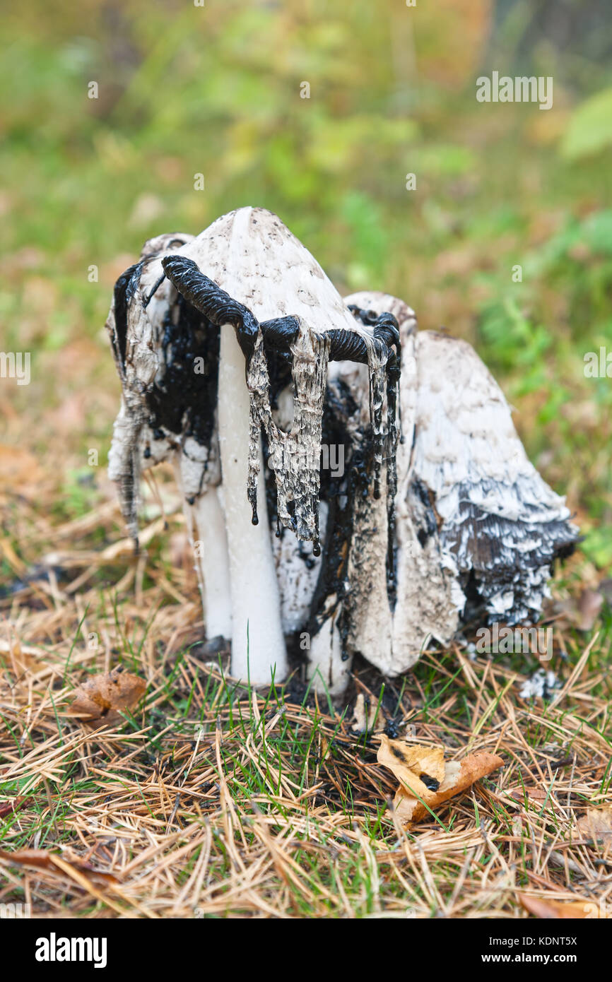 Old mushroom hi-res stock photography and images - Alamy