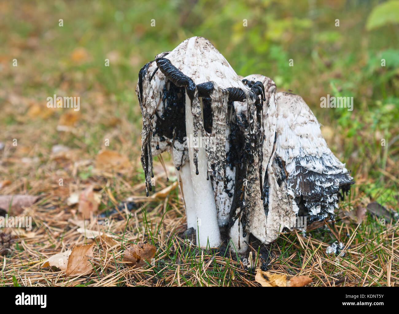 Old mushroom shaggy ink cap (Coprinus comatus Stock Photo - Alamy