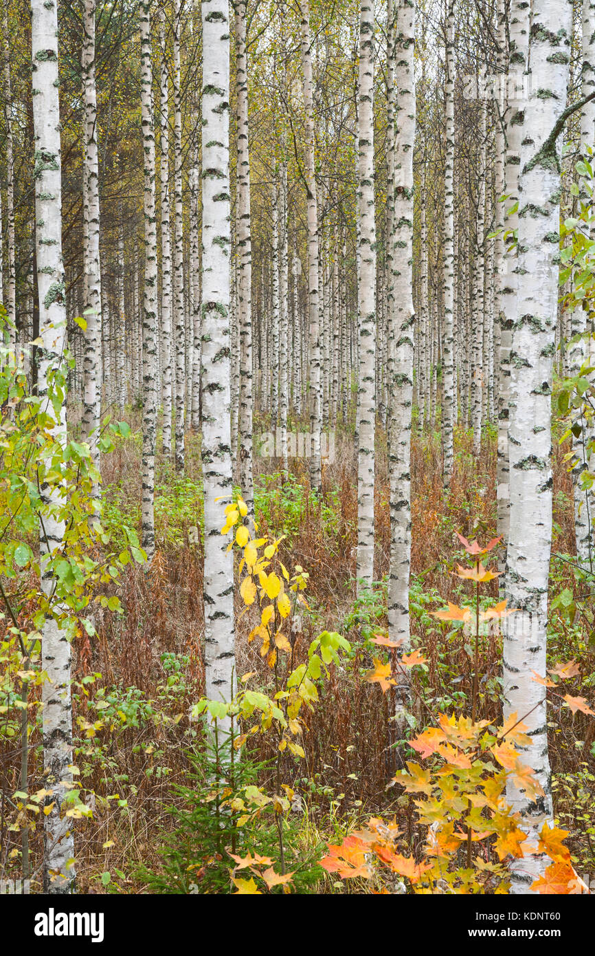 Grove white birch trees in hi-res stock photography and images - Alamy