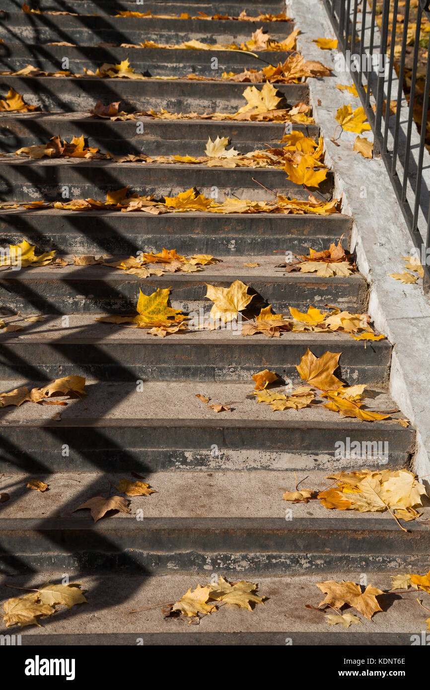Yellow autumn maple leaves on the stairs Stock Photo - Alamy Yellow autumn maple leaves on the stairs Stock Photo - Alamy
