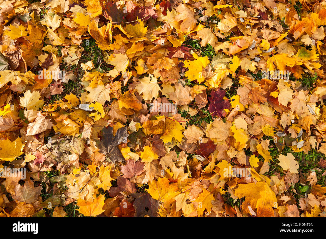 Colorful background of fallen autumn maple leaves Stock Photo - Alamy