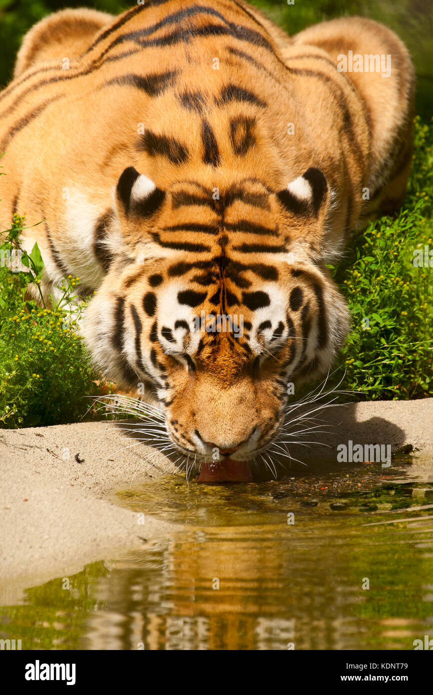 White tiger water hi-res stock photography and images - Alamy