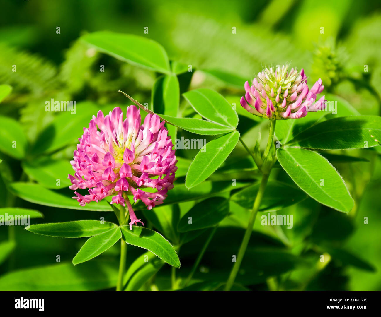 Blooming meadow clover with big red flowers Stock Photo - Alamy