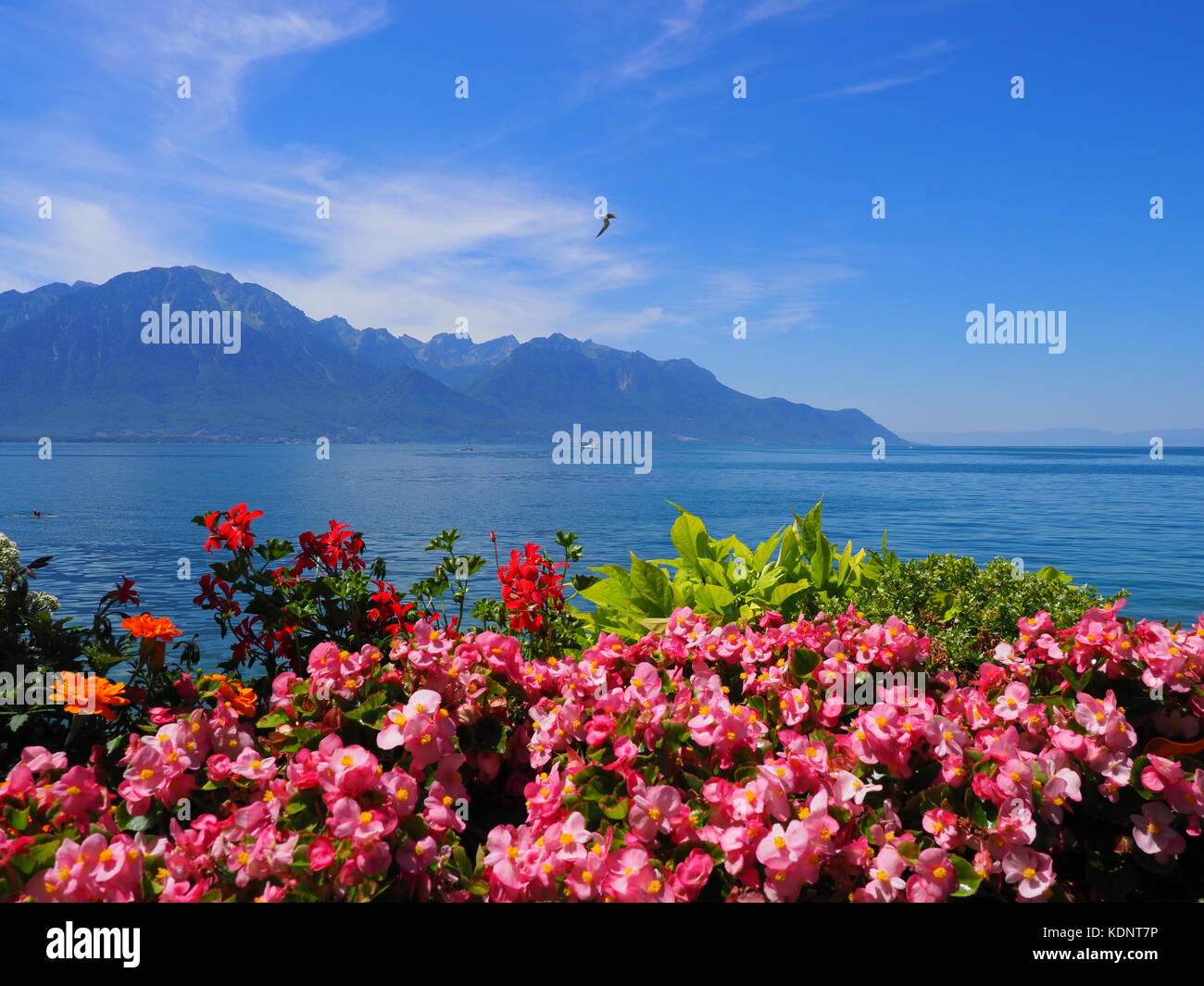 Beauty colorful flowers on promenade in MONTREUX city at Lake Geneva in ...