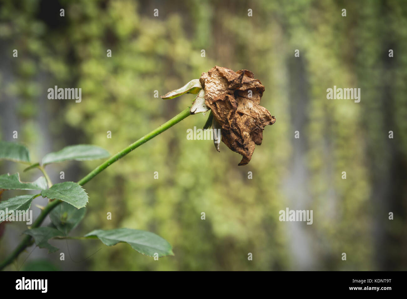 Drooping flowerheads hi-res stock photography and images - Alamy