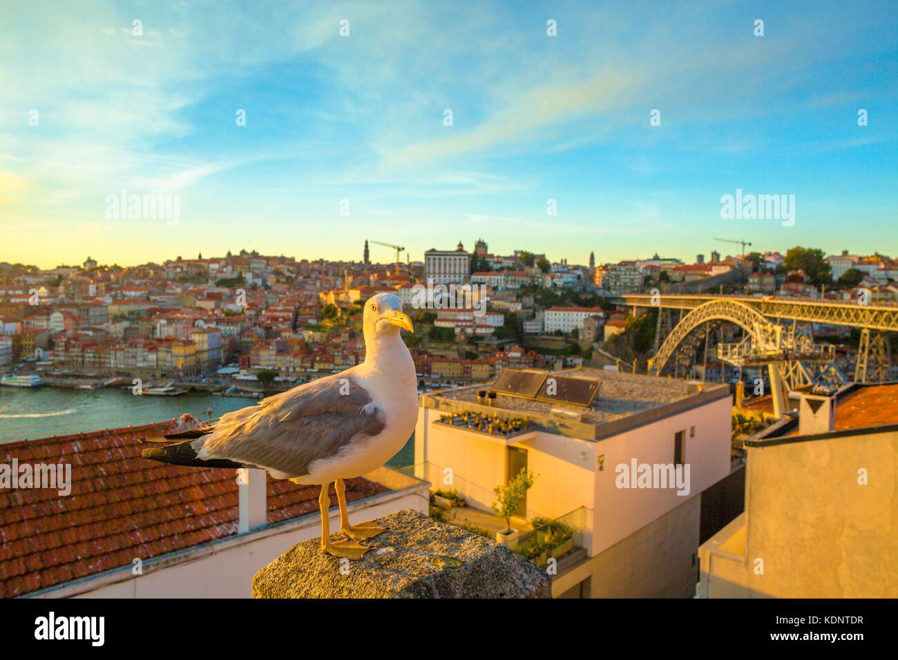 Douro River seagull Stock Photo - Alamy