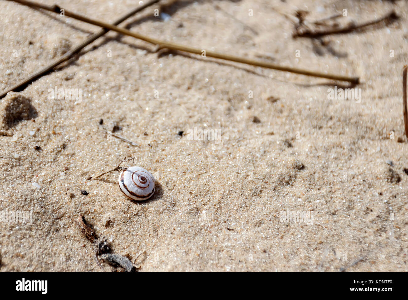 Desert snail hi-res stock photography and images - Alamy