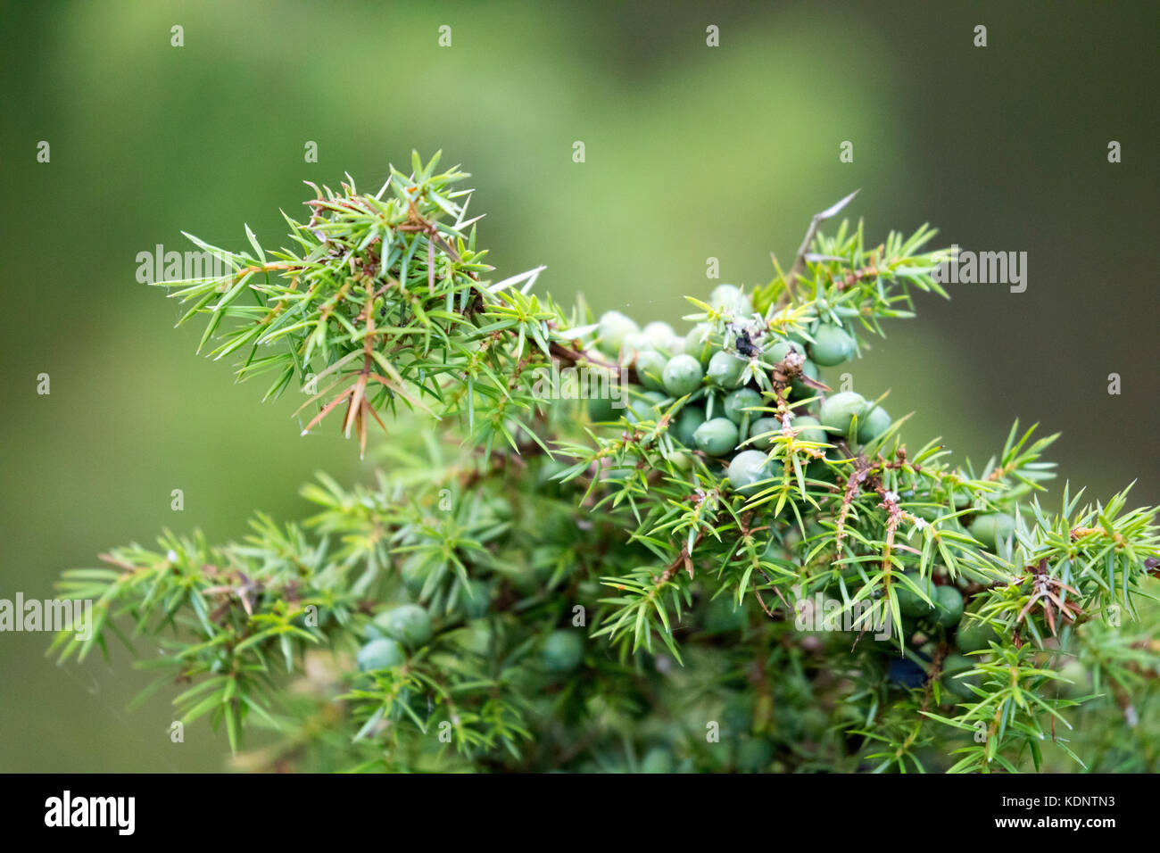 Young wild juniper berries and bush (Juniperus communis) growing wild ...
