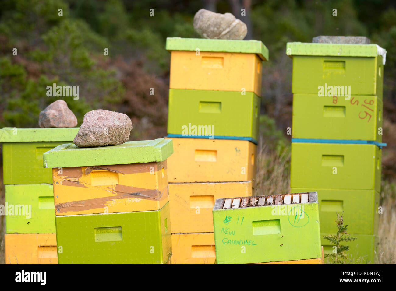 Bee hives on the Rothiemurchus Estate in the Scottish HIghlands that ...