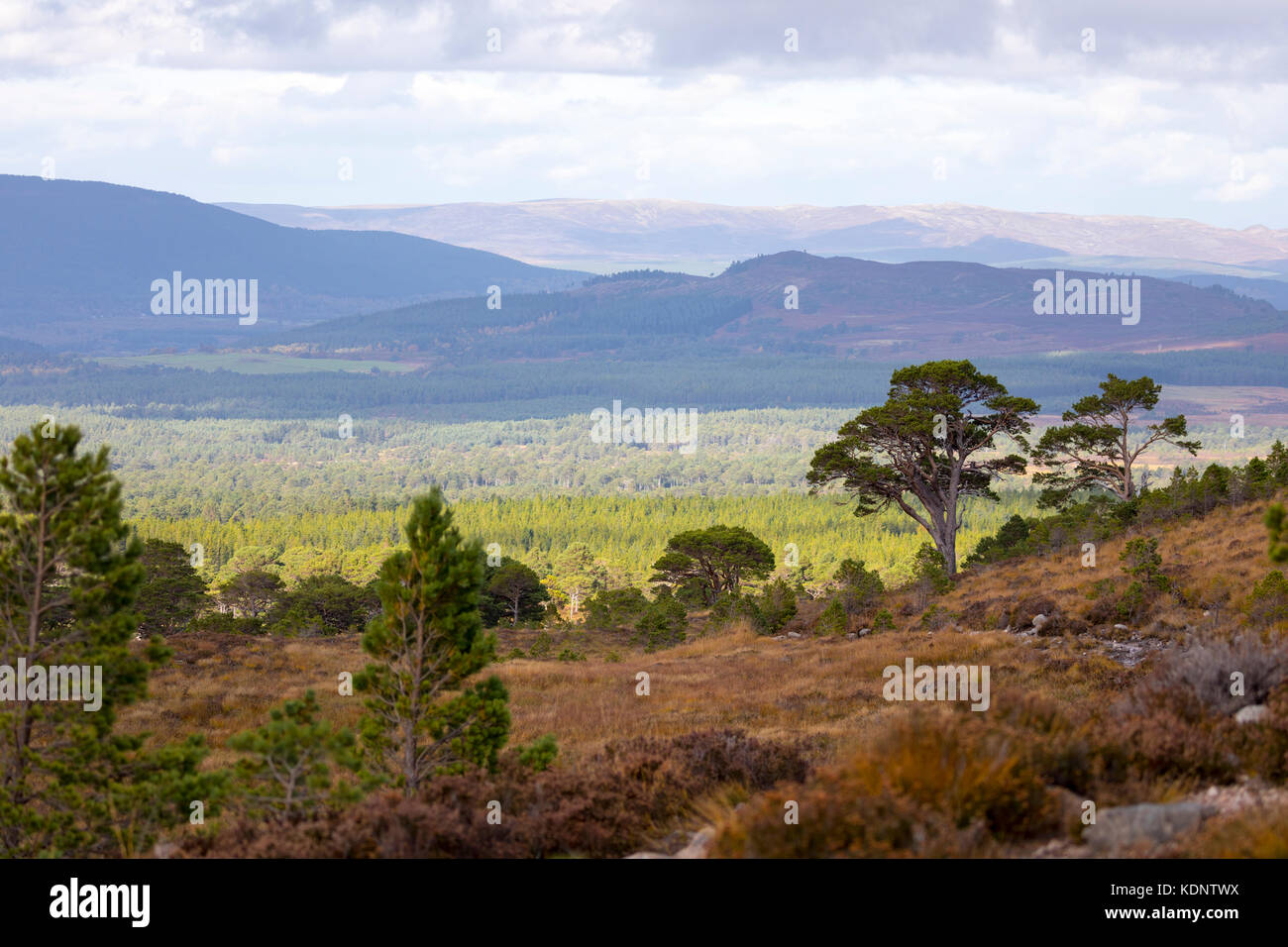 Rothiemurchus estate in autumn hi-res stock photography and images - Alamy