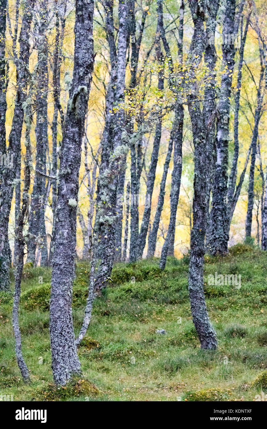 Lichen covered silver birch trees in small woodland with autumn foliage ...