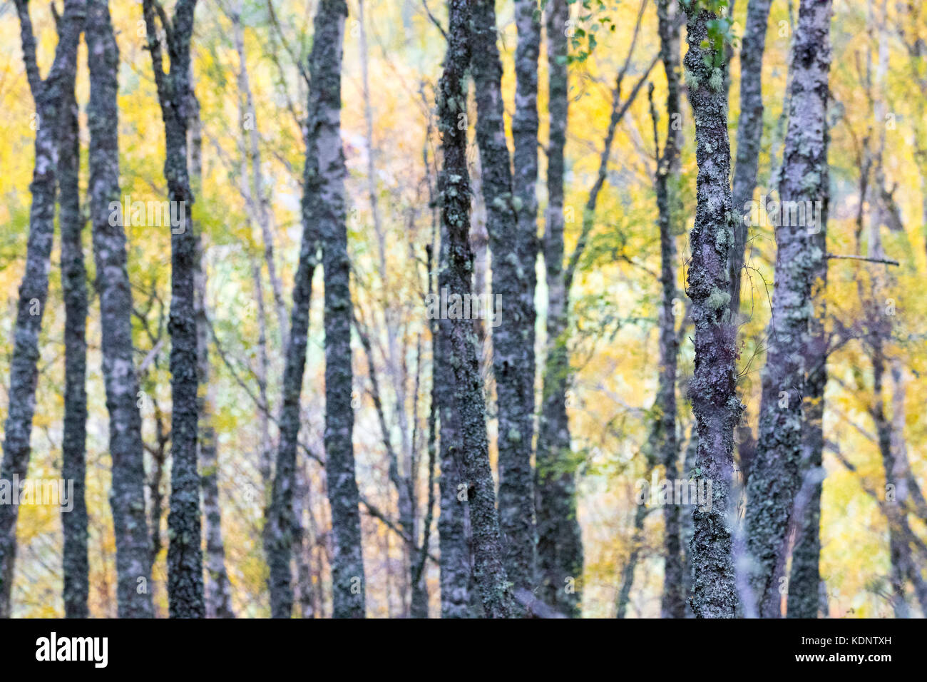 Lichen covered silver birch trees in small woodland with autumn foliage ...
