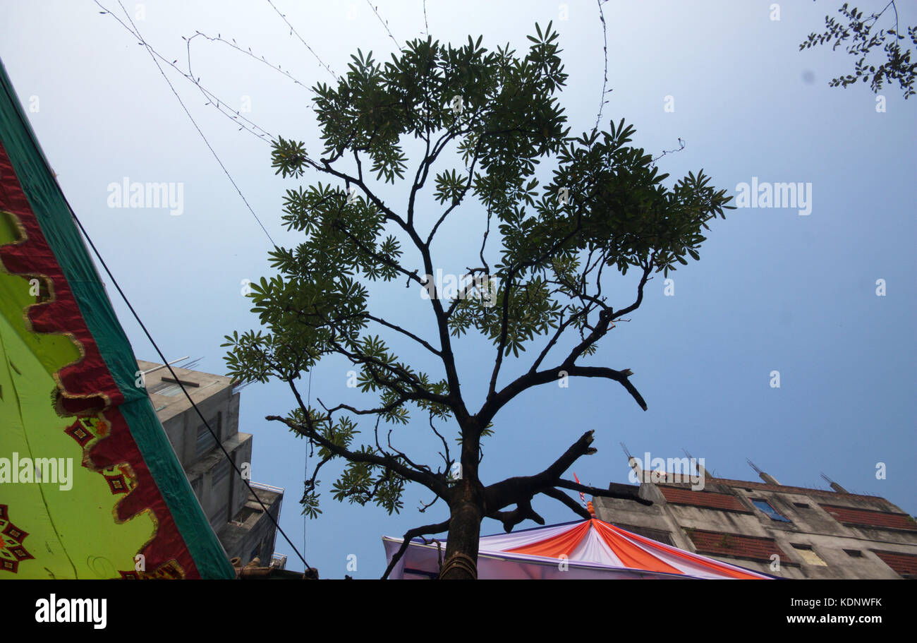 man and animal of sakhari bazar and other places old dhaka on the day ...