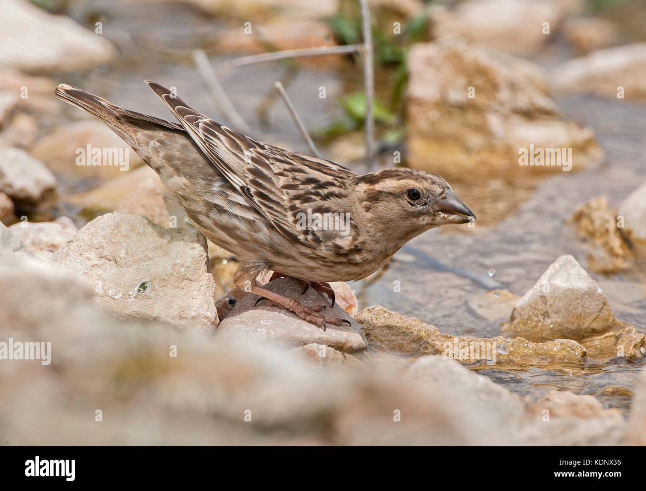 Rock sparrow Petronius petronia southern turkey spring Stock Photo - Alamy